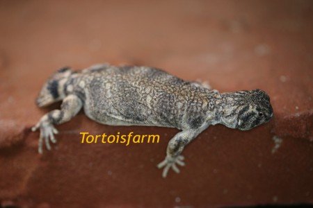 UROMASTYX THOMASI :: Tortoise farm